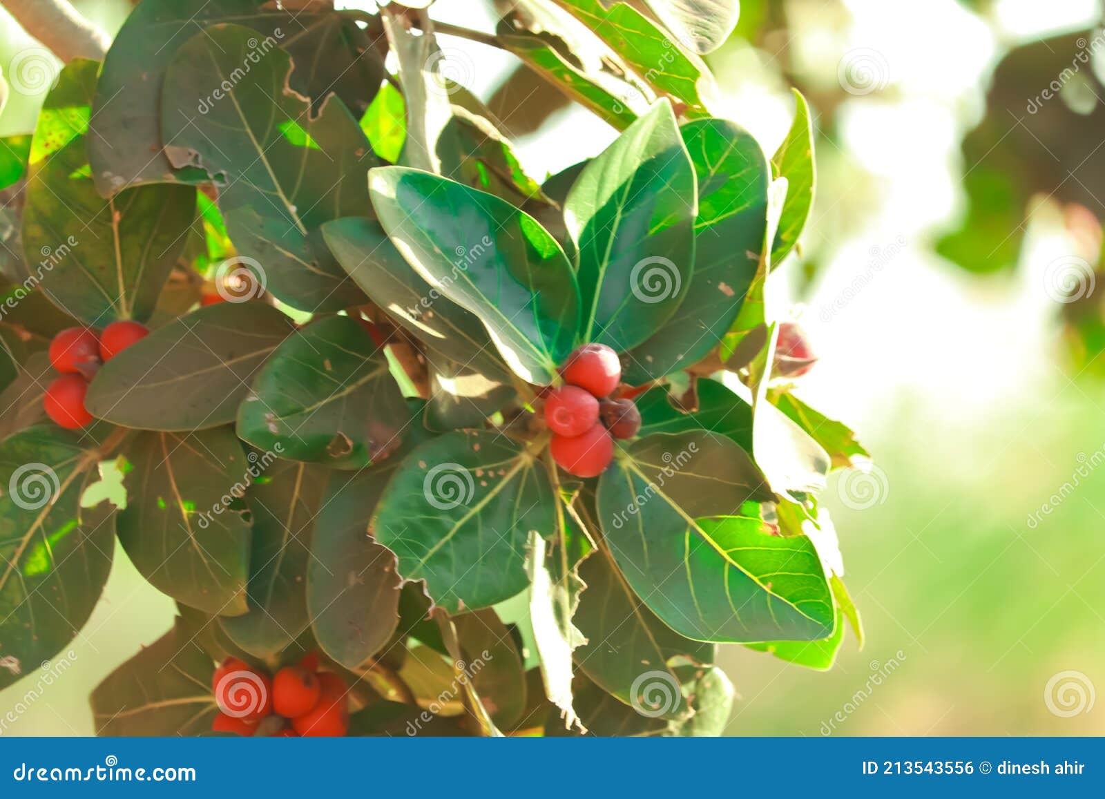 Ficus Benghalensis Red Color Fruit or Boter Fol and the Old Tree,Banyan ...