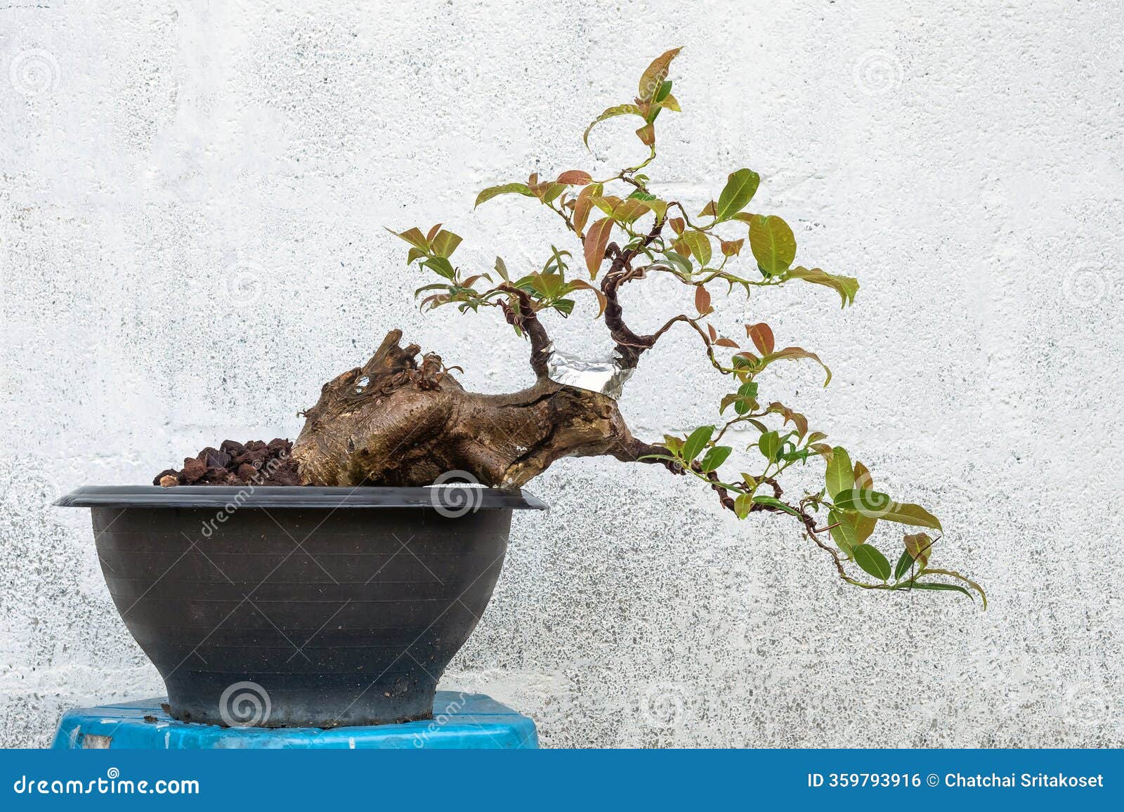Ficus Benghalensis Tree in the Process of Creating a Bonsai Stock Photo ...