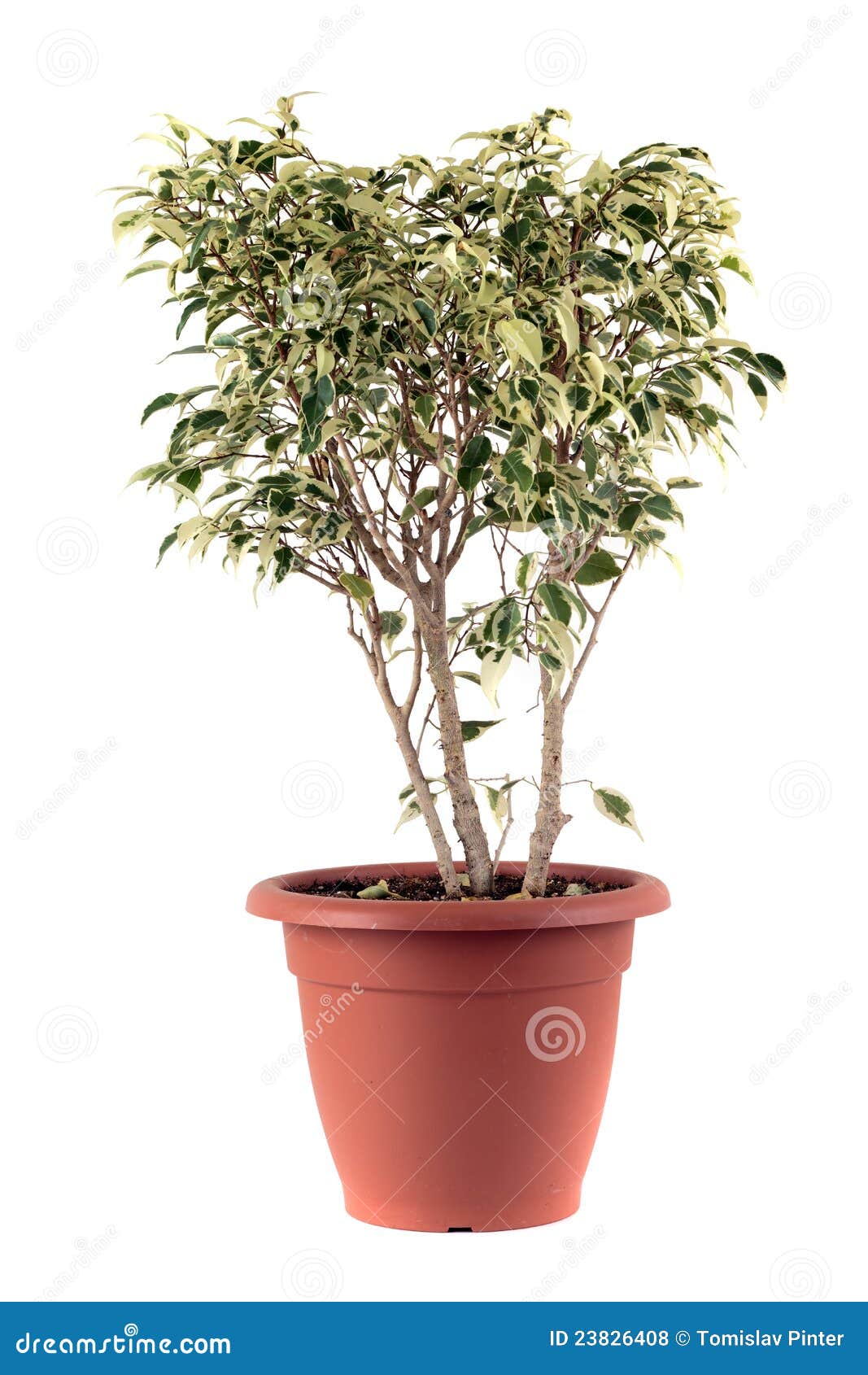 Ficus Benjamin Curly Houseplant By The Window In The Office Interior ...