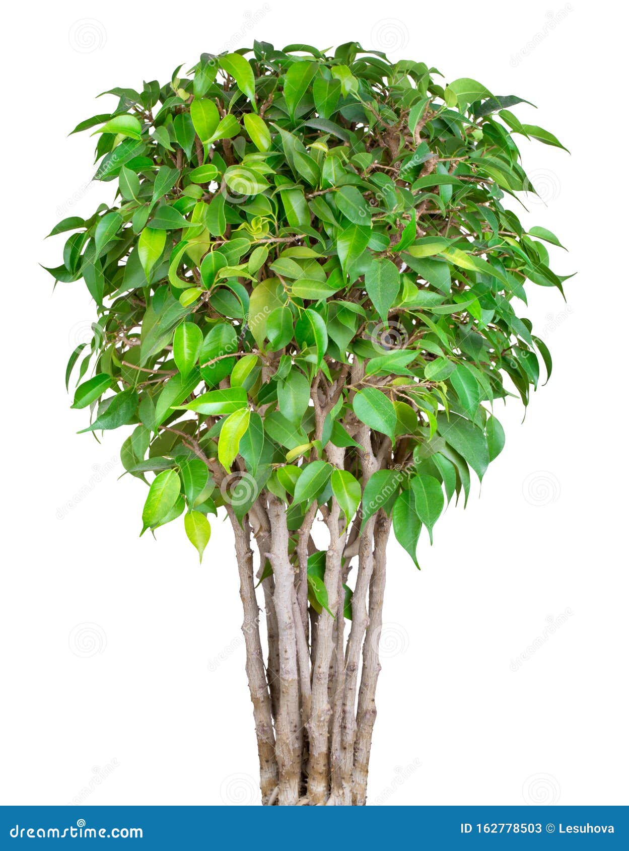 Ficus Benjamin stock image. Image of isolated, decoration - 162778503