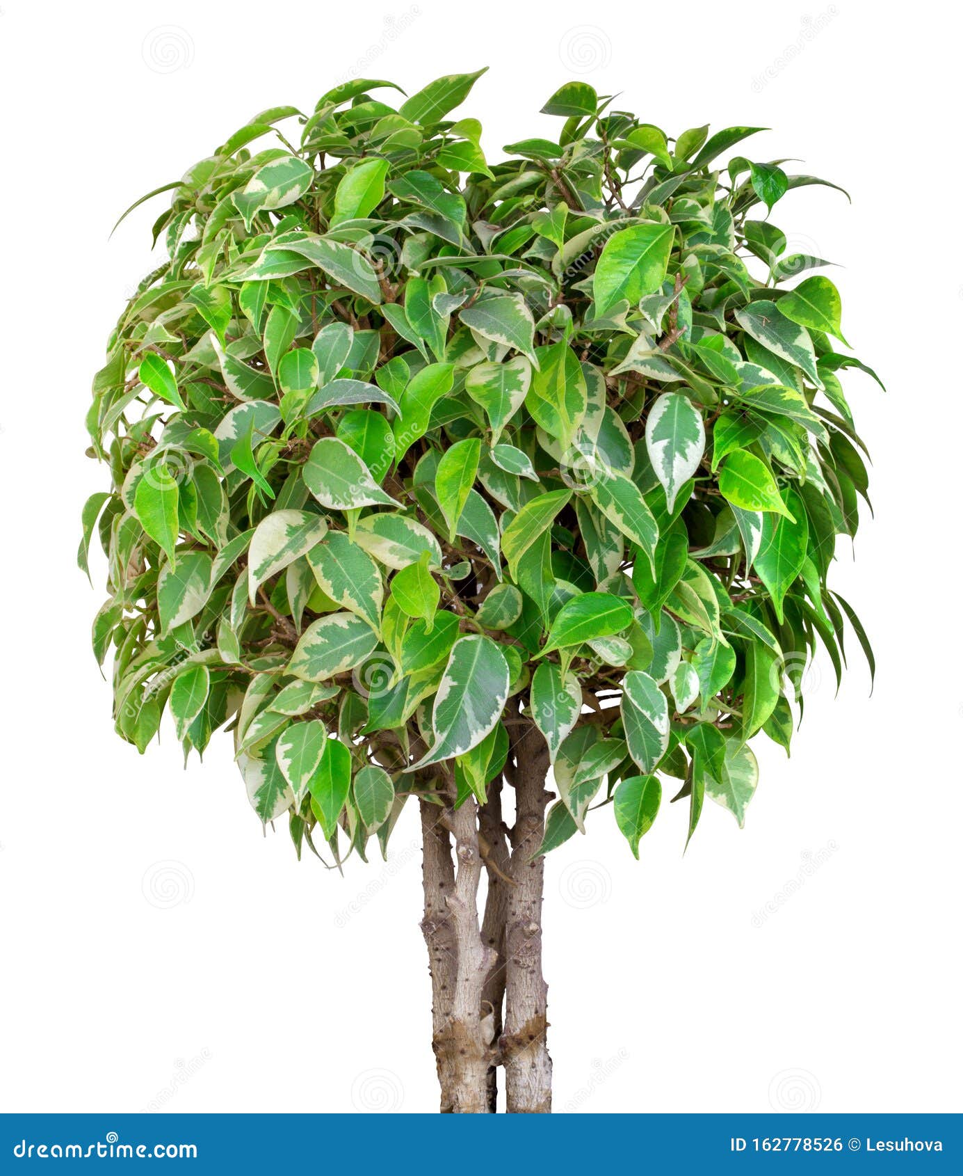 Ficus Benjamin Stock Image | CartoonDealer.com #127200895
