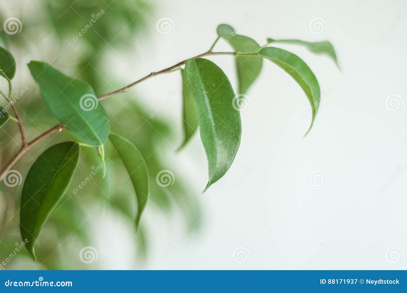 Ficus benjamin branch stock image. Image of interior - 88171937
