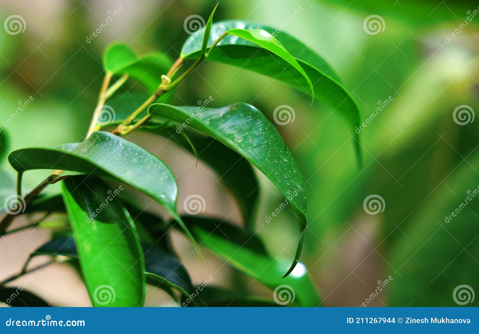 Ficus Benjamin with Fresh Leaves. Background with Green Leaves of Ficus ...