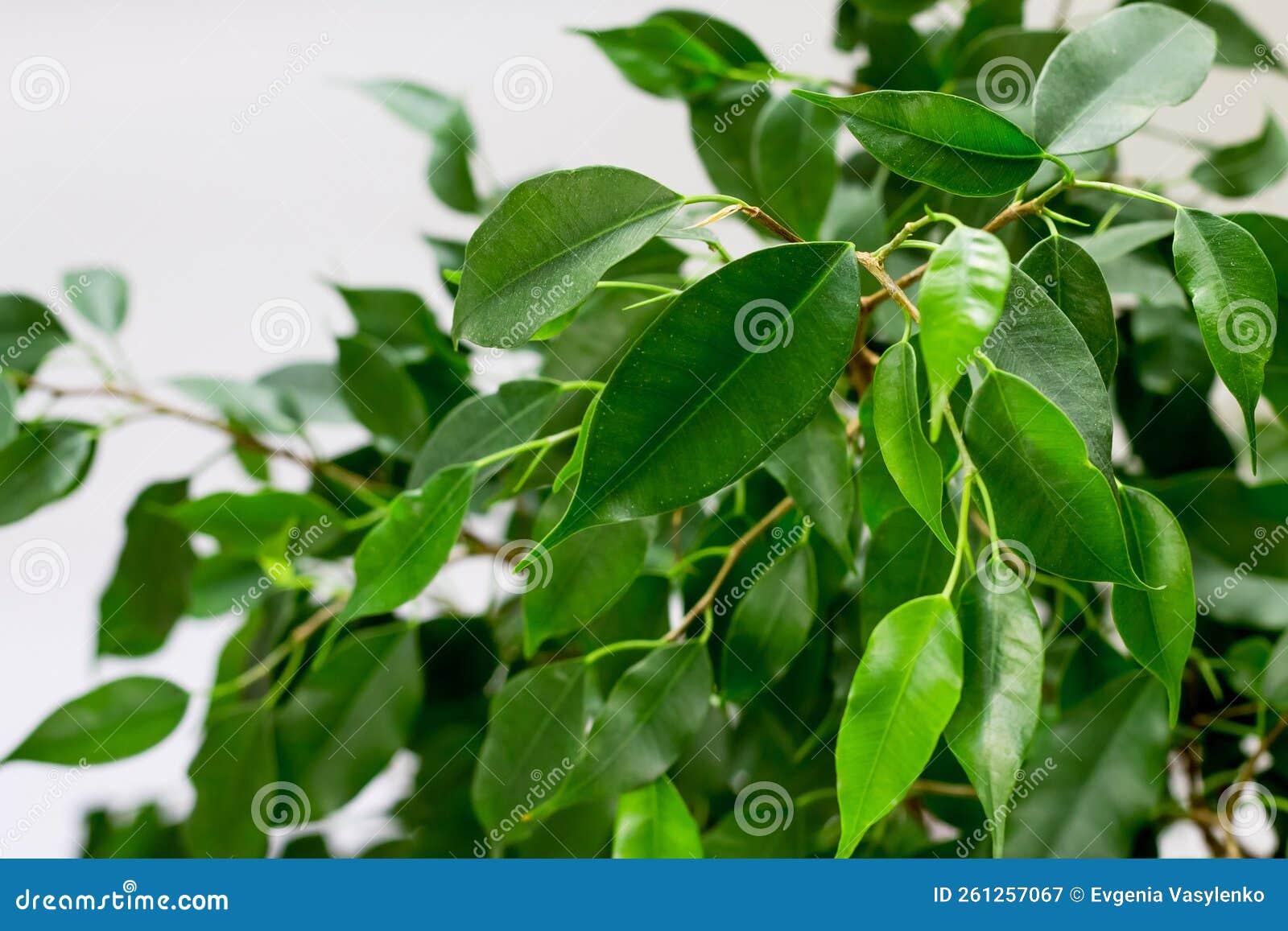 Ficus Benjamin with Fresh Leaves on White Background Stock Image ...