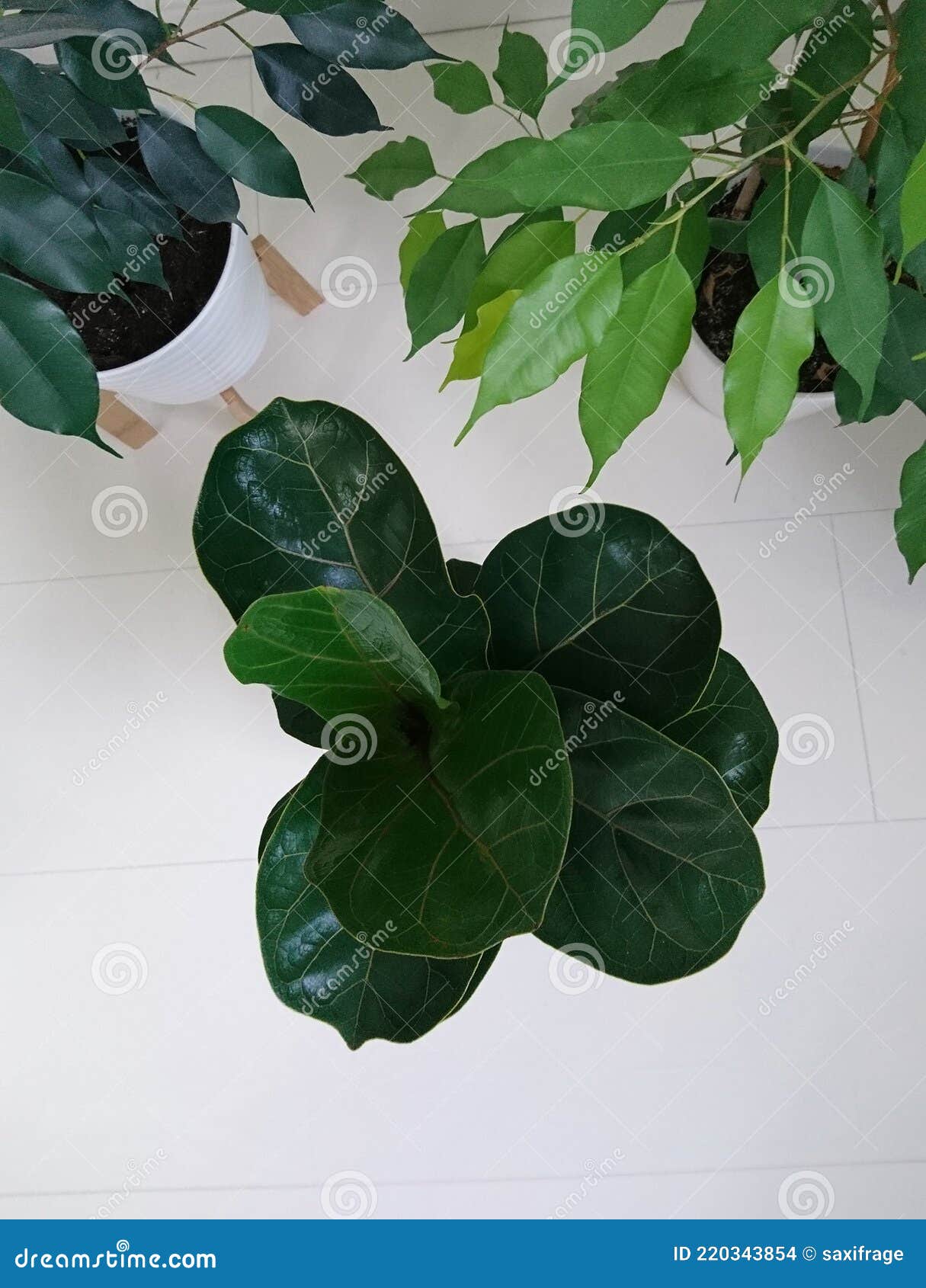 Three Types of Ficuses in a White Interior Stock Photo - Image of room ...