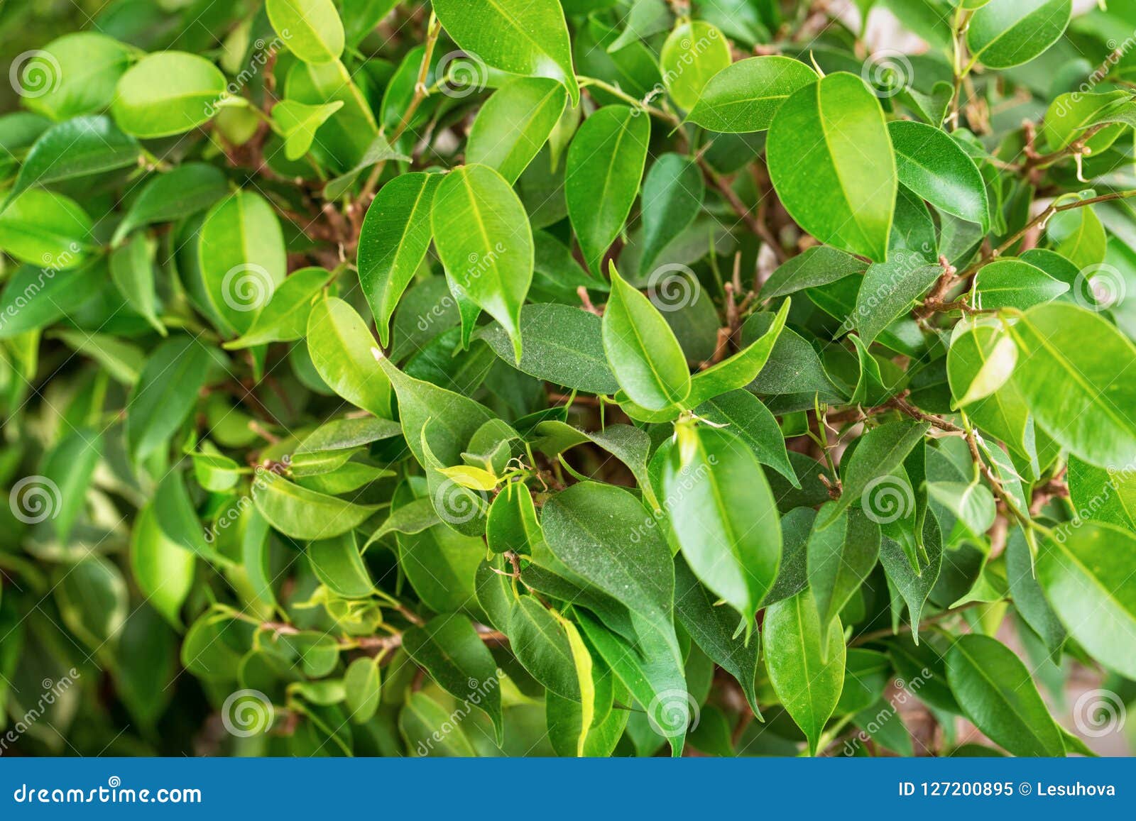 Ficus Benjamin Curly Houseplant By The Window In The Office Interior ...