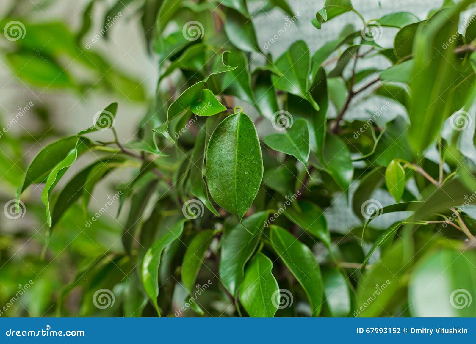 Ficus Benjamina Or Benjamin Fig Or Ficus Tree. Stock Photography ...