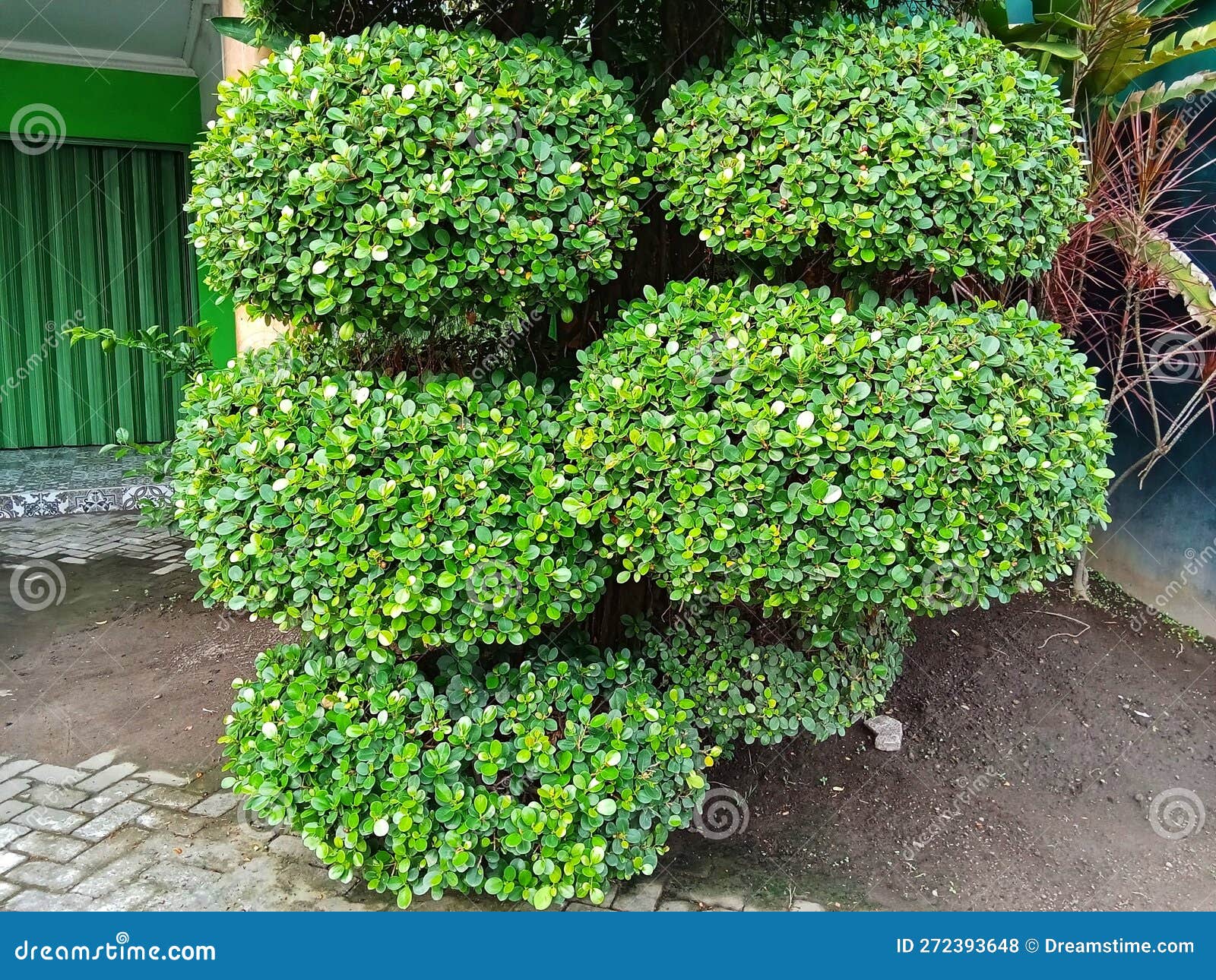Ficus Benjamina or Banyan Tree Stock Photo - Image of ficus, leaves ...