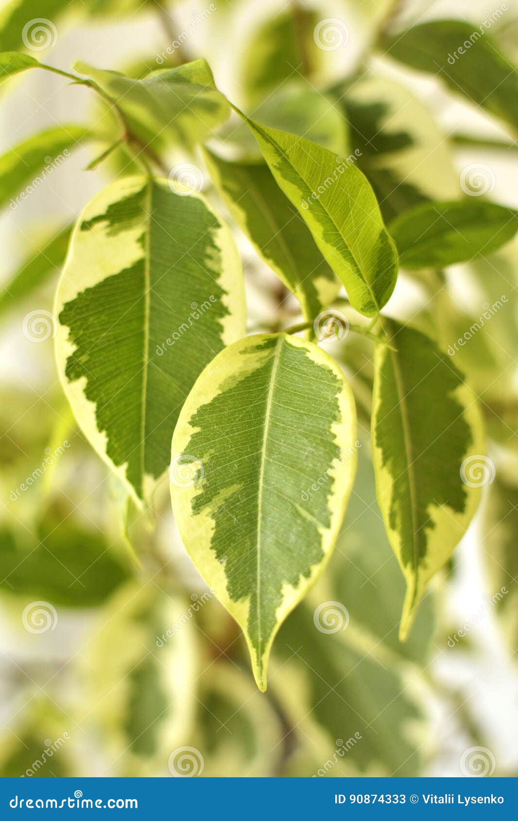 Benjamin Ficus Sprouts In Water. Houseplant Propagation By Cuttings ...