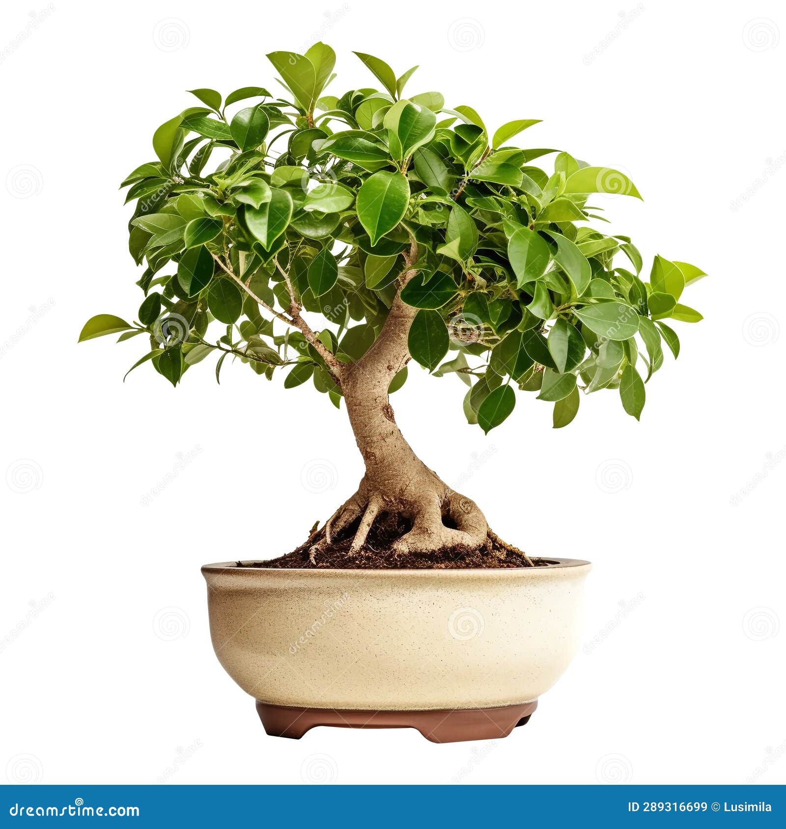 Ficus benjamina bonsai stock image. Image of potted - 289316699