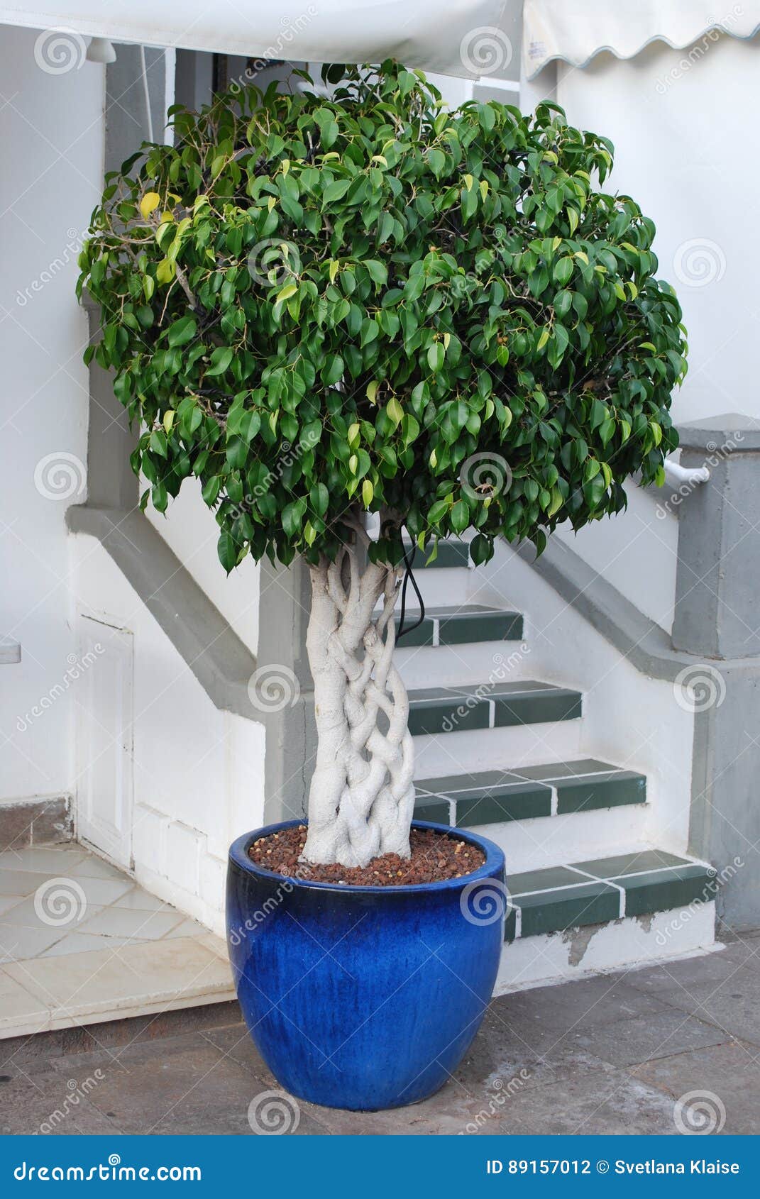 Ficus Stem With Branch Which Need To Cut Or To Produce Offshoot On ...