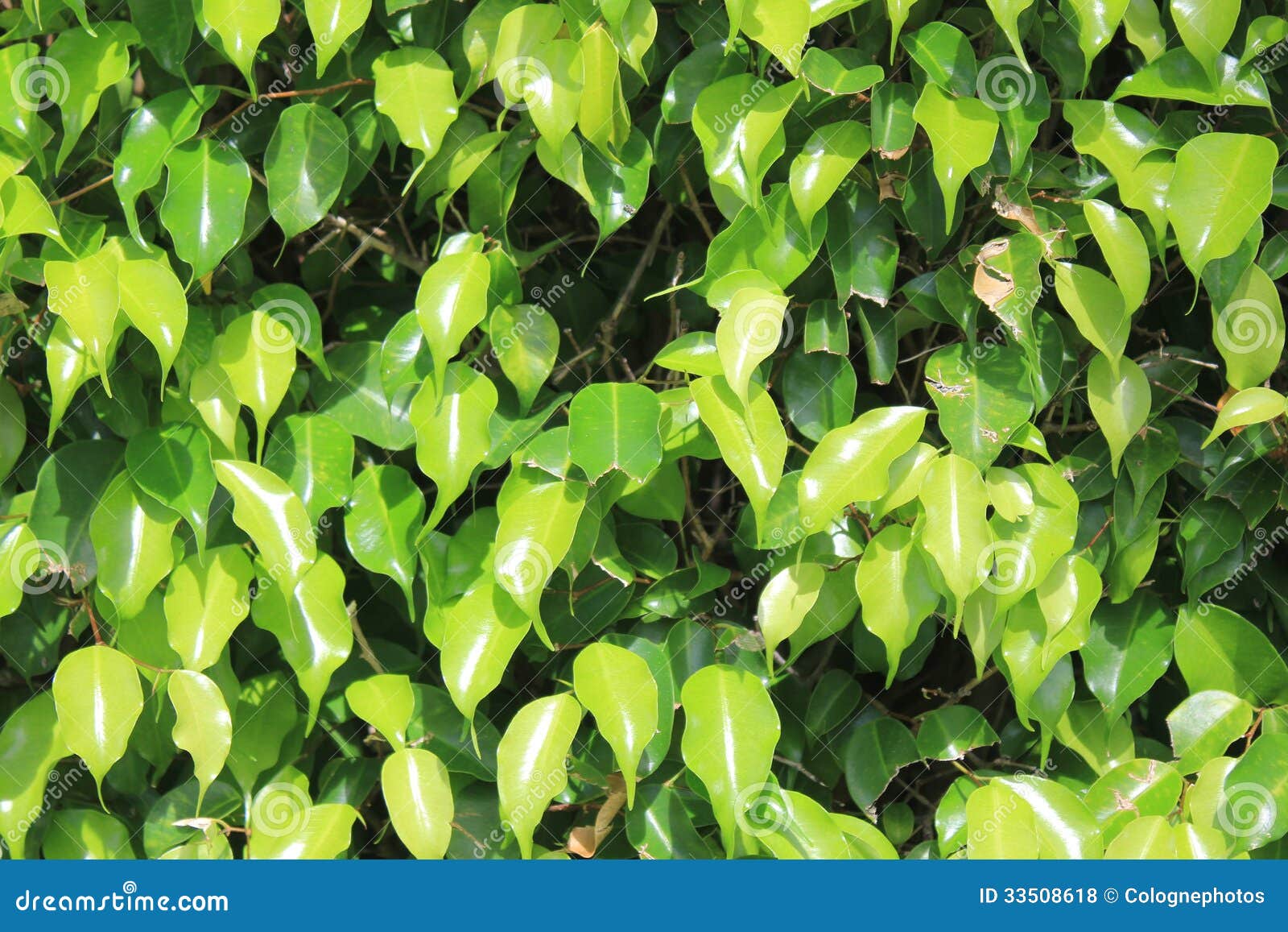 Ficus Benjamina Beringin, Commonly Known As Weeping Fig Or Benjamin Fig ...