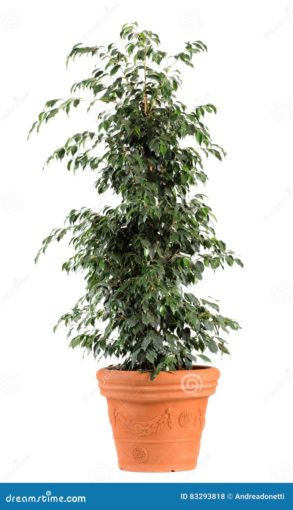 Ficus Benjamina Danielle Plant Auf Hellbraunem Topf Stockfoto - Bild ...