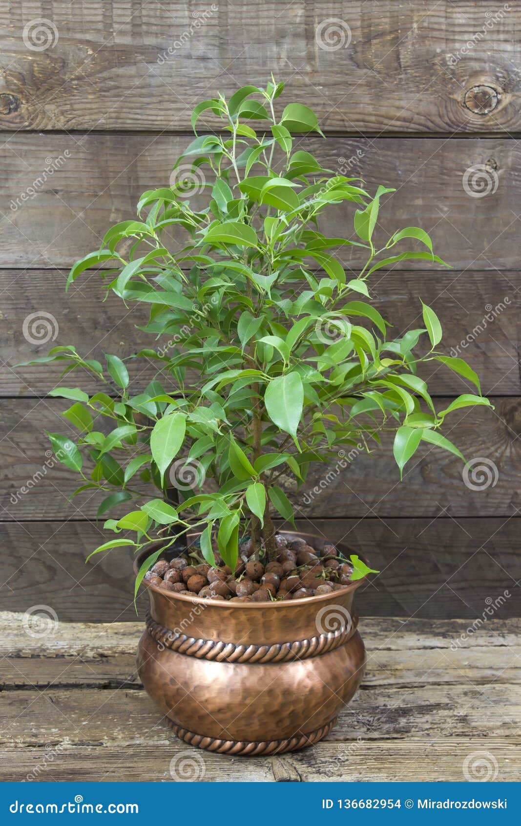 Ficus Benjamina in Einem Metallrustikalen Topf Stockfoto - Bild von ...