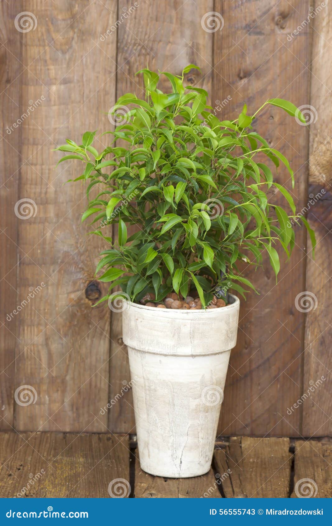 Ficus Benjamina Beringin, Commonly Known As Weeping Fig Or Benjamin Fig ...