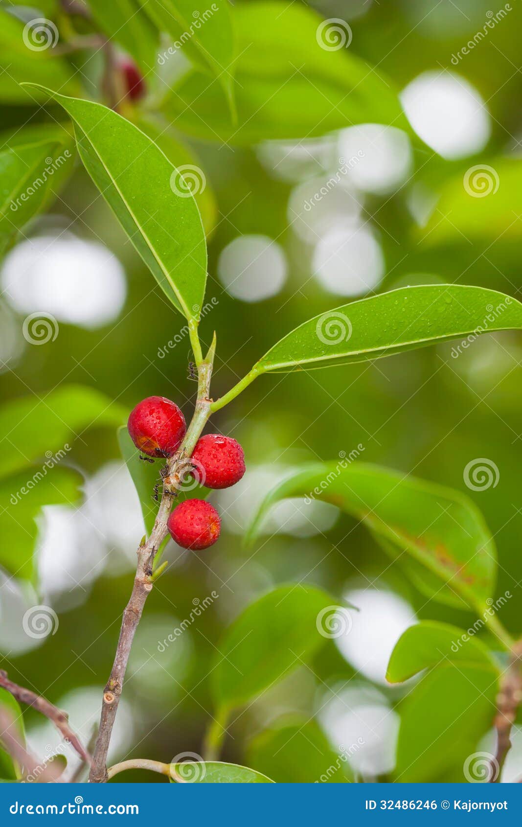 136 Ficus Benjamina Fruit Photos - Free & Royalty-Free Stock Photos ...