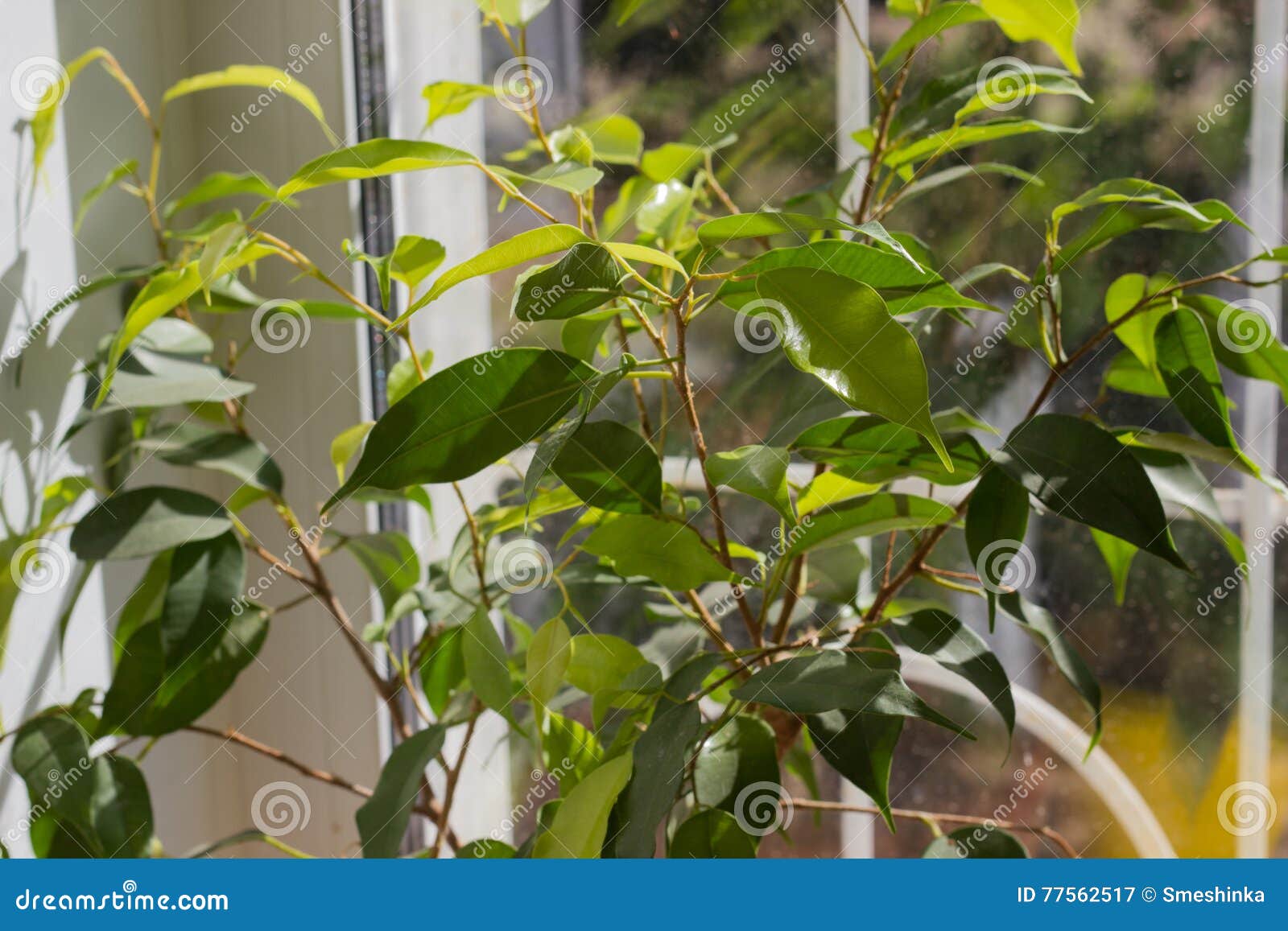 Ficus Benjamina Houseplant on Windowsill Stock Image - Image of weeping ...