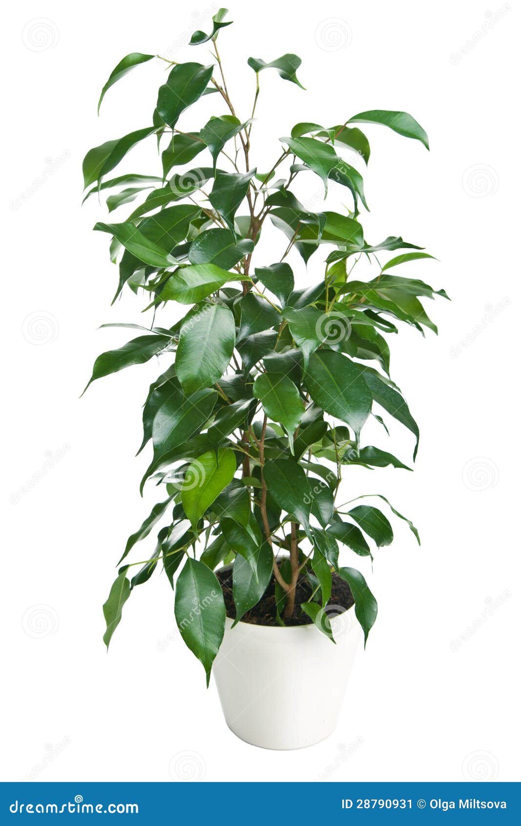 Ficus Benjamina Beringin, Commonly Known As Weeping Fig Or Benjamin Fig ...