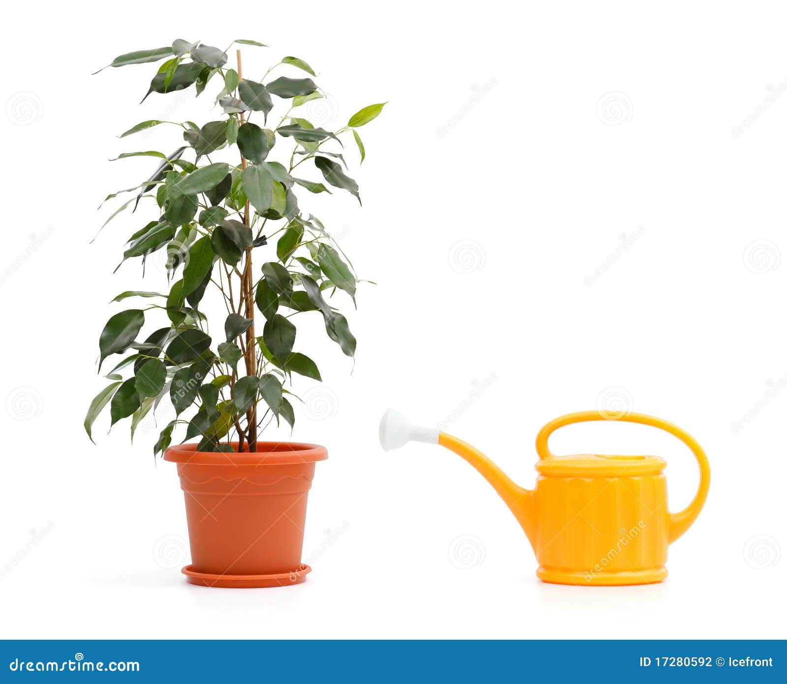 Ficus Benjamina Beringin, Commonly Known As Weeping Fig Or Benjamin Fig ...