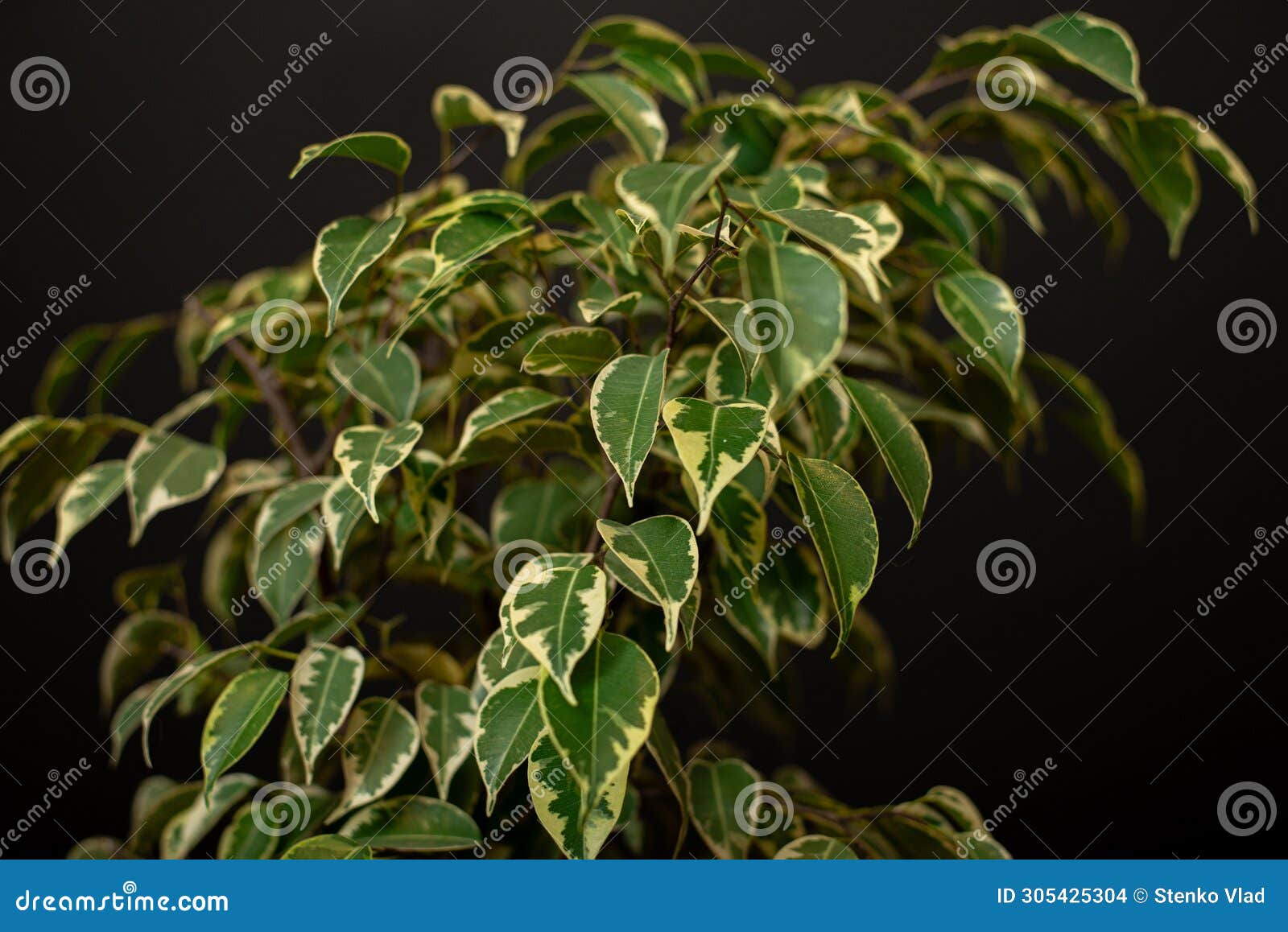 Ficus Benjamina Starlight Leaves Close Up Stock Photo - Image of ...
