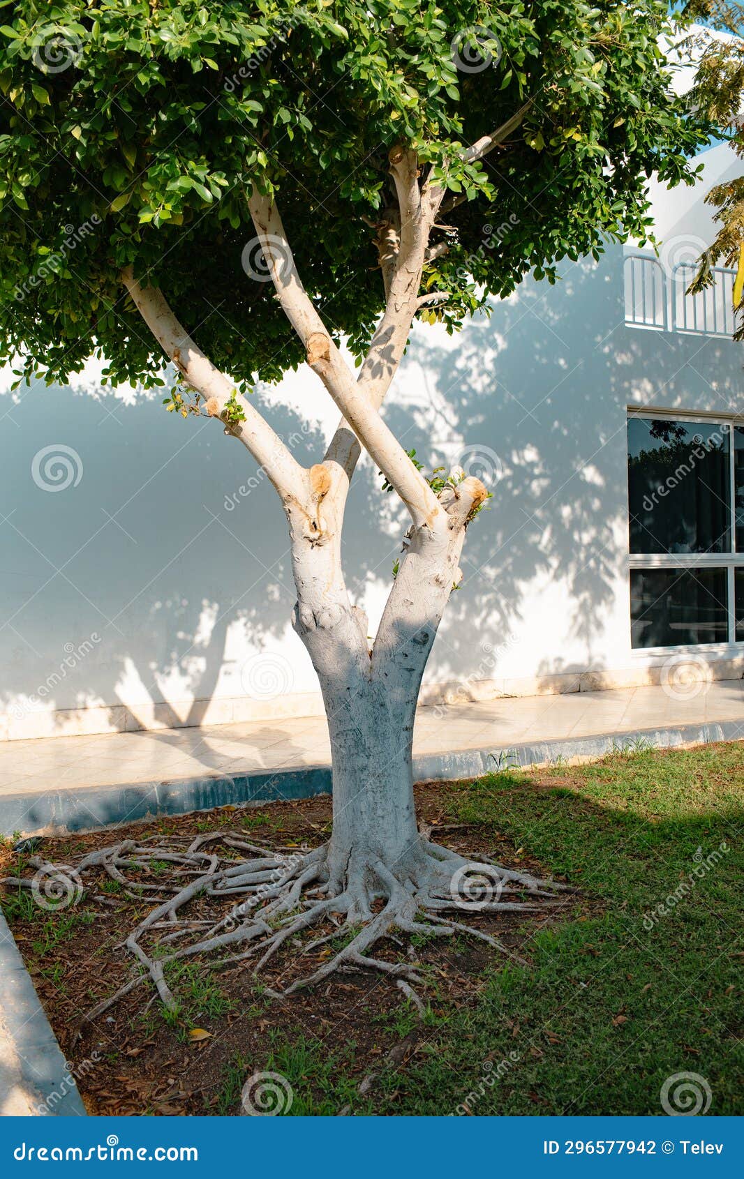 Ficus benjamina tree stock photo. Image of green, ficus - 296577942