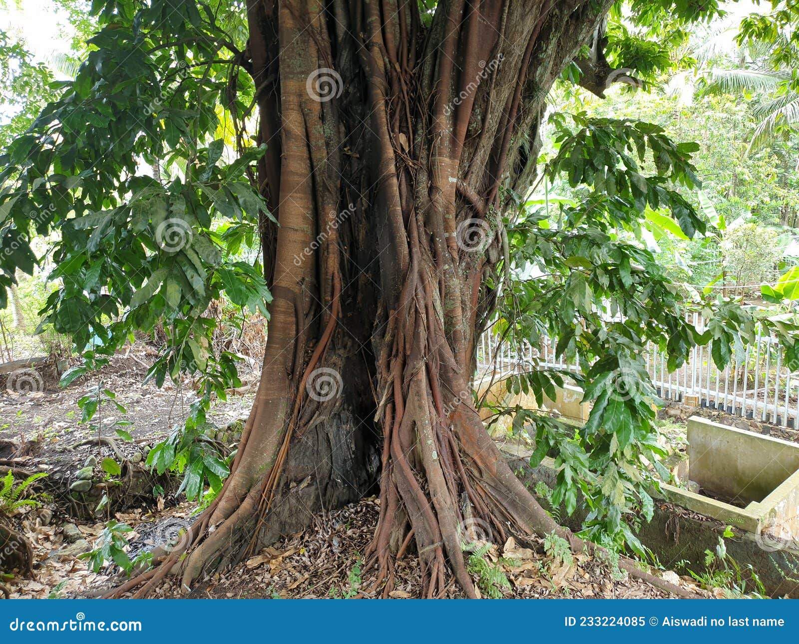 Ficus Benjamina Tree is Big and Has Many Roots Stock Image - Image of ...