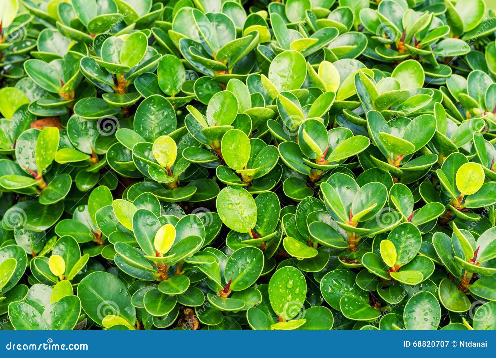 Ficus benjamina tree stock image. Image of foliage, leaf - 68820707