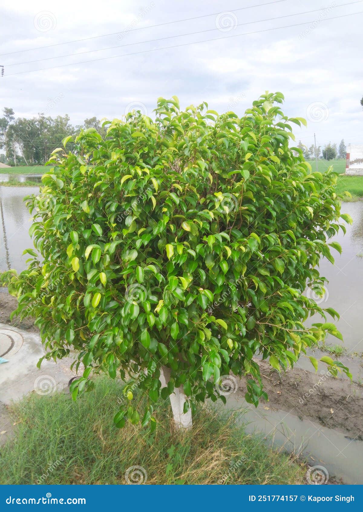 Ficus Benjamina Tree with Water Background Stock Image - Image of ...