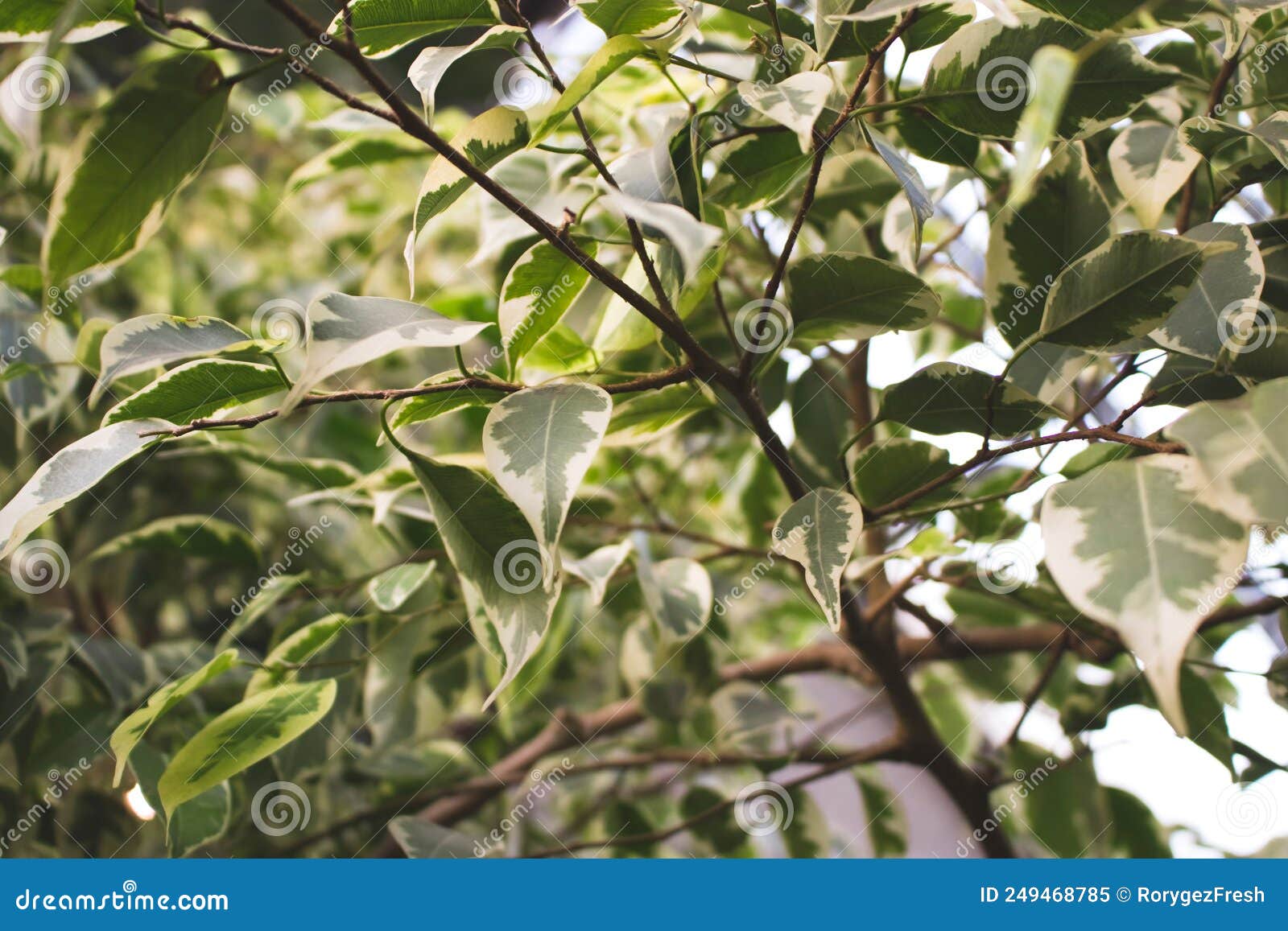 Ficus Benjamina Twilight. Green Tropical Leaves. Stock Image - Image of ...