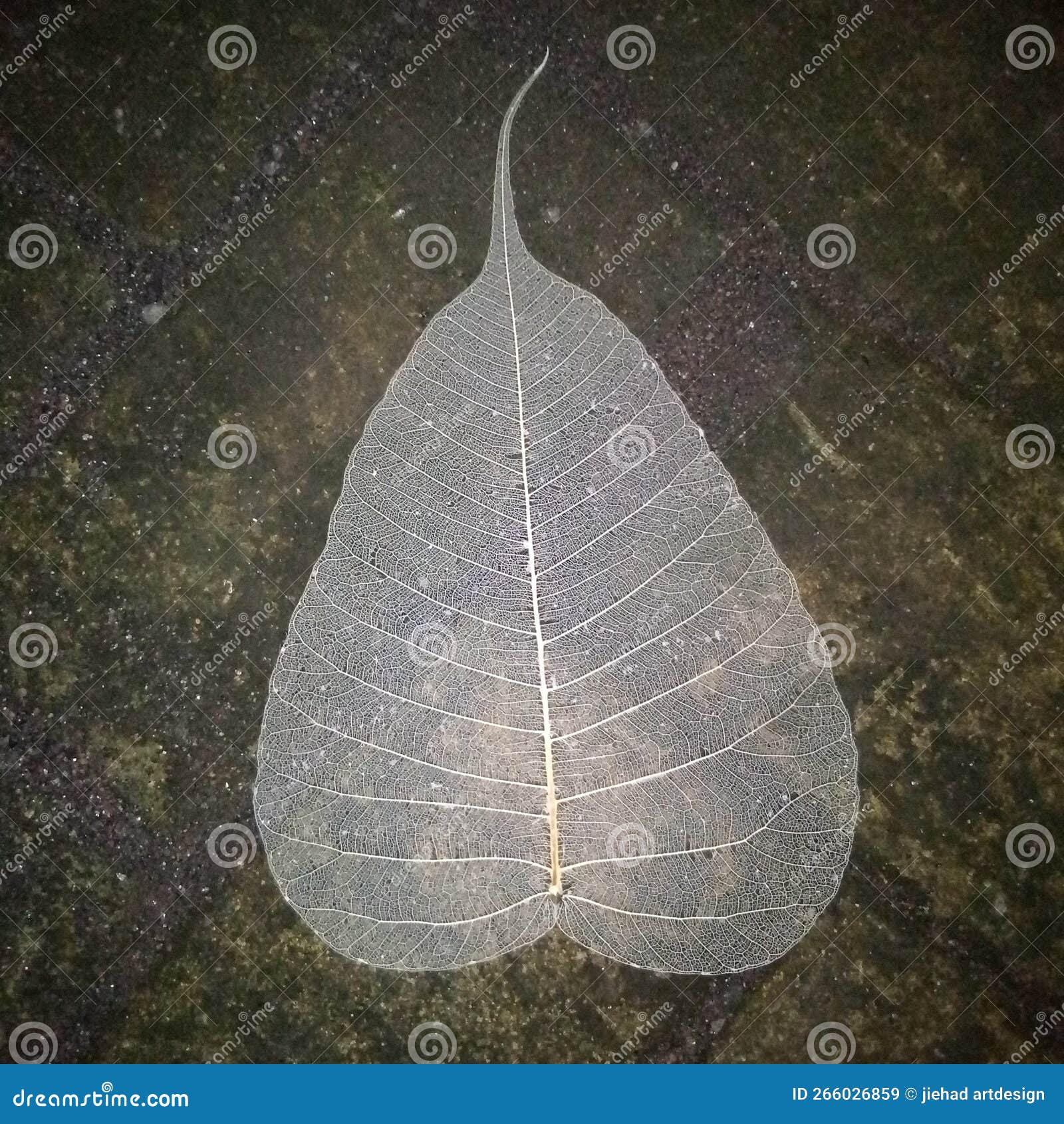 Ficus bodhy leaf bones stock image. Image of darkness - 266026859