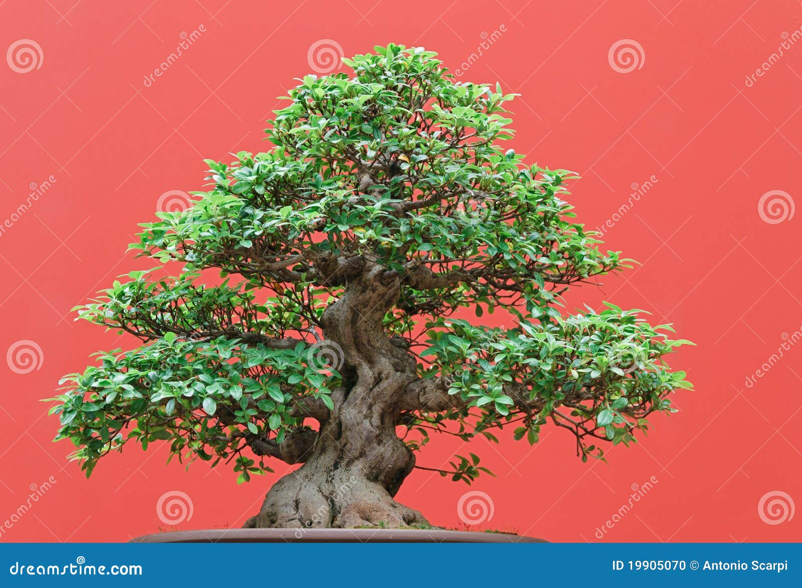 Ficus bonsai stock photo. Image of japan, small, maple - 19905070