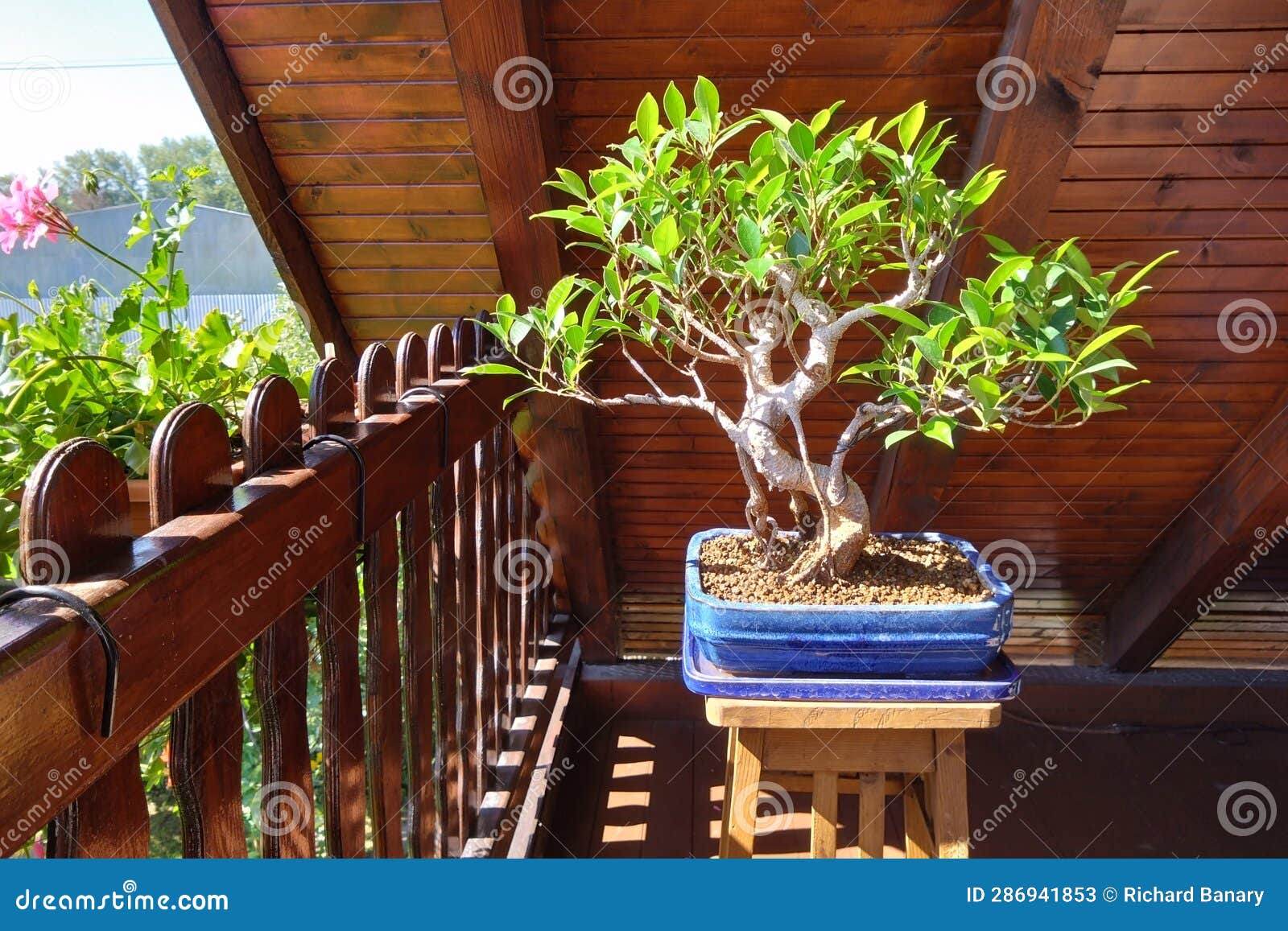 Ficus Bonsai Tree stock image. Image of ficus, terrace - 286941853
