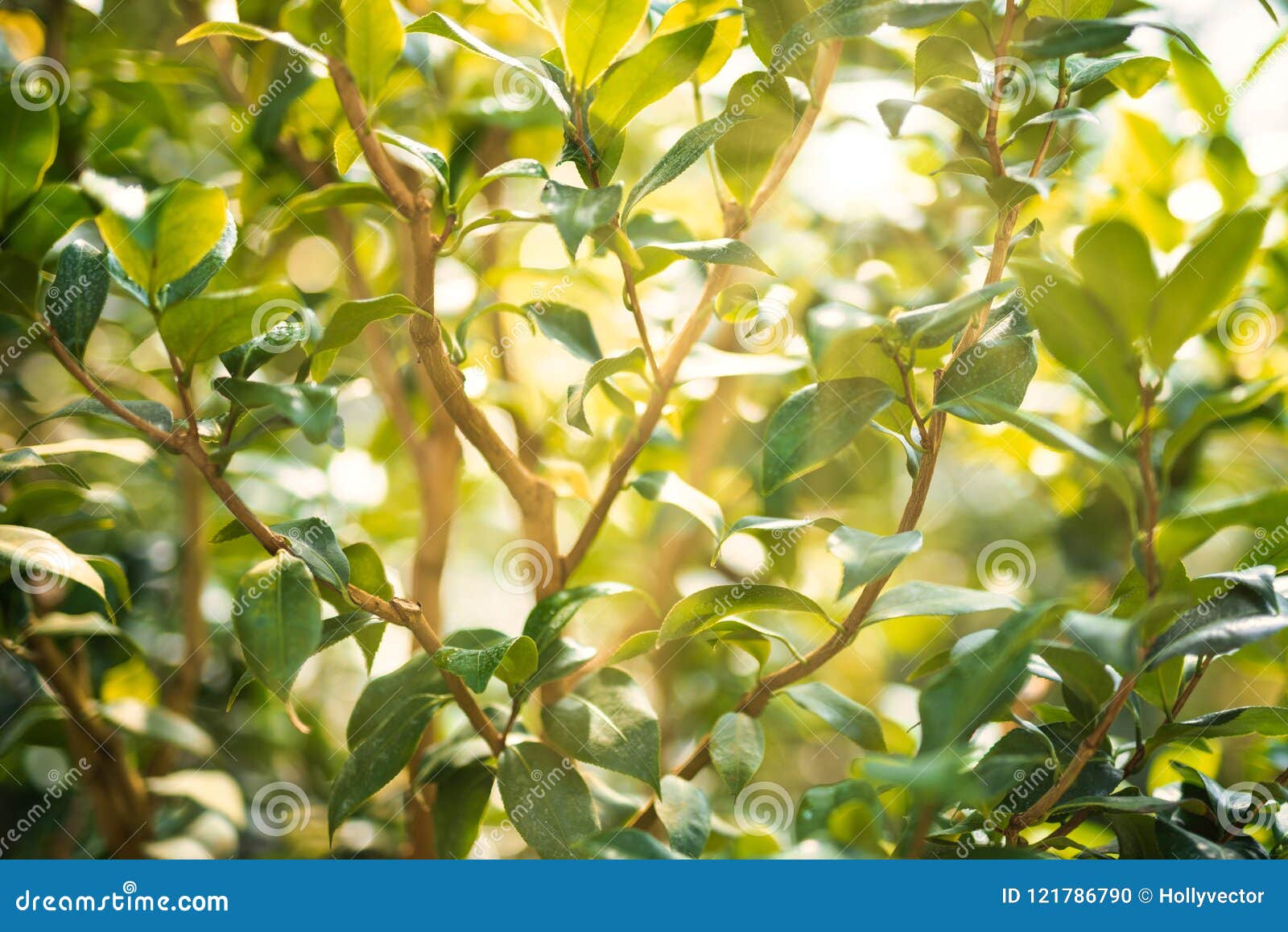 Ficus Branches with Sun Beams. Stock Photo - Image of organic, dynamic ...