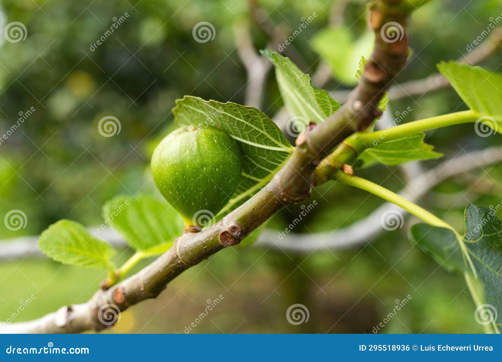 Ficus Carica - Common Fig, Green Tree, Nature Background Stock Photo ...