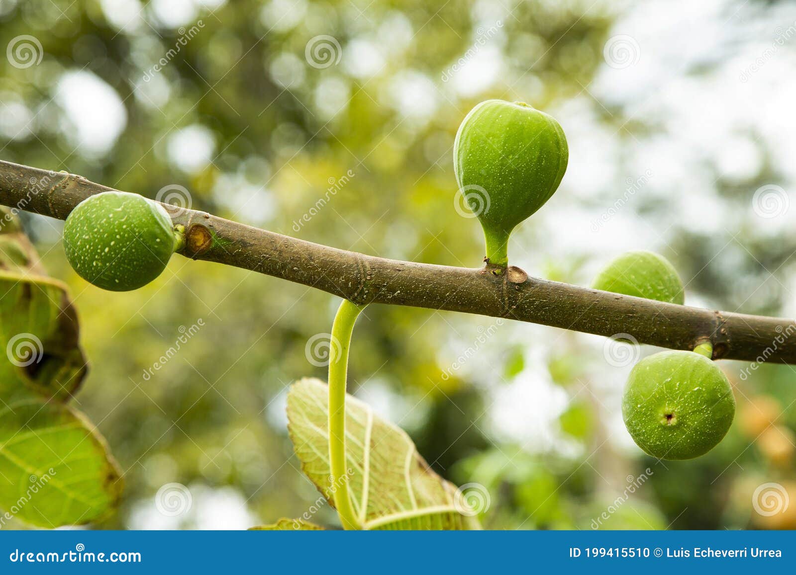 Ficus Carica - Fig Branch with Green Fruits Stock Photo - Image of ...