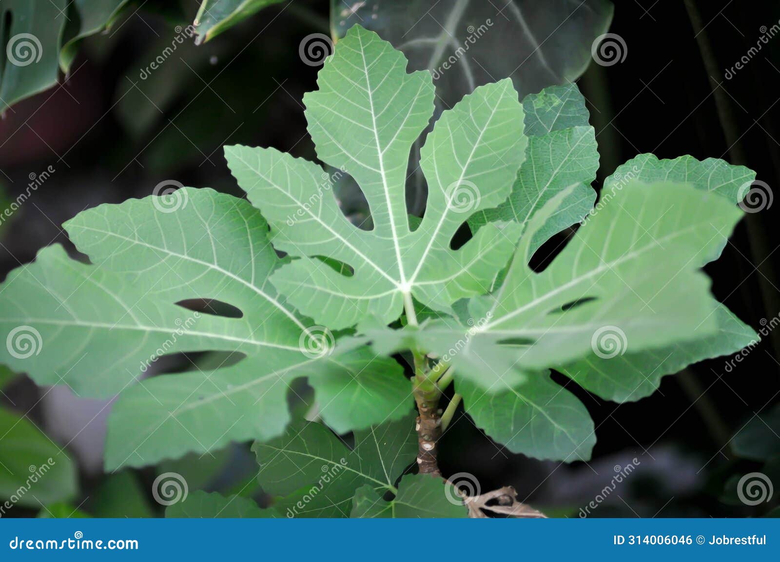 Ficus Carica, Fig or Common Fig Plant or Fig Leaf Stock Photo - Image ...