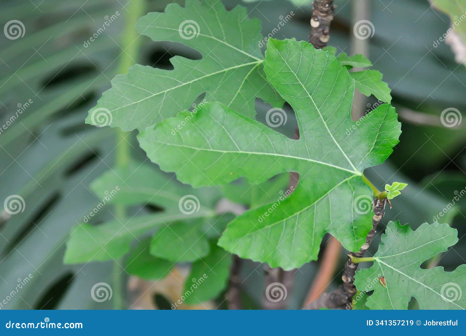 Ficus Carica, Fig or Common Fig Plant or Fig Plant Stock Image - Image ...