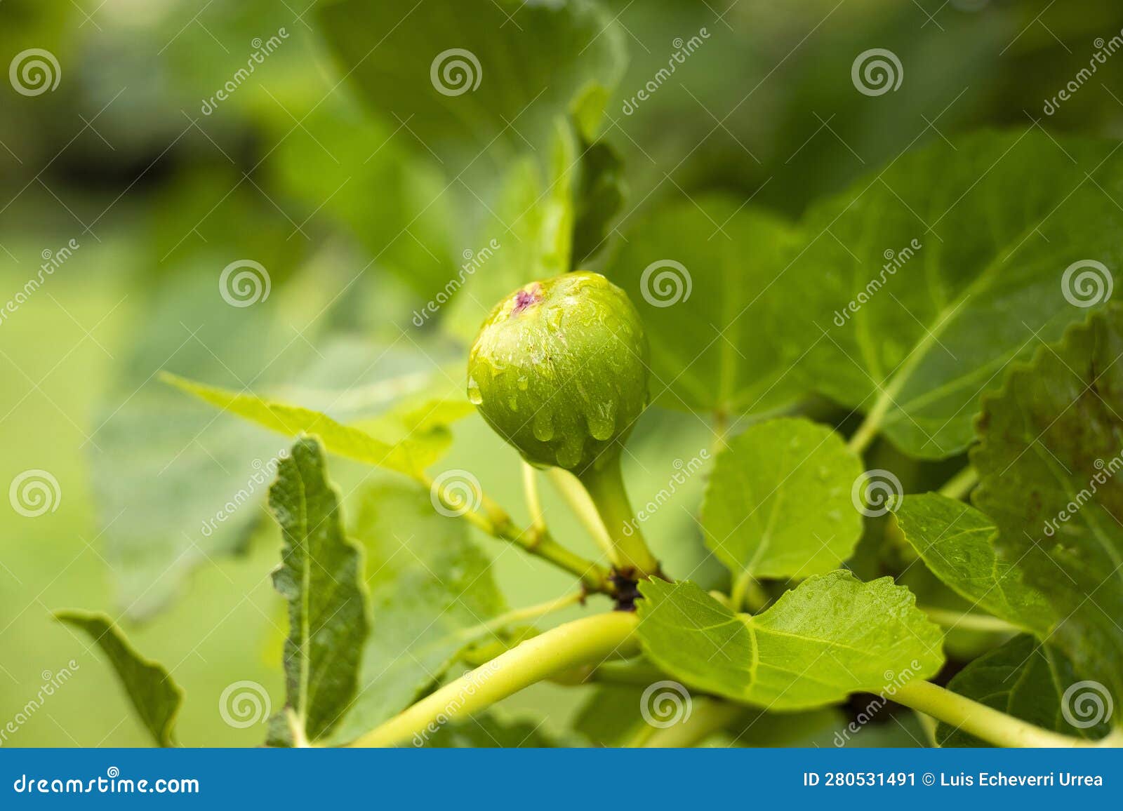 Ficus Carica - Fig Fruit Ripening on the Tree with Water Drops Stock ...