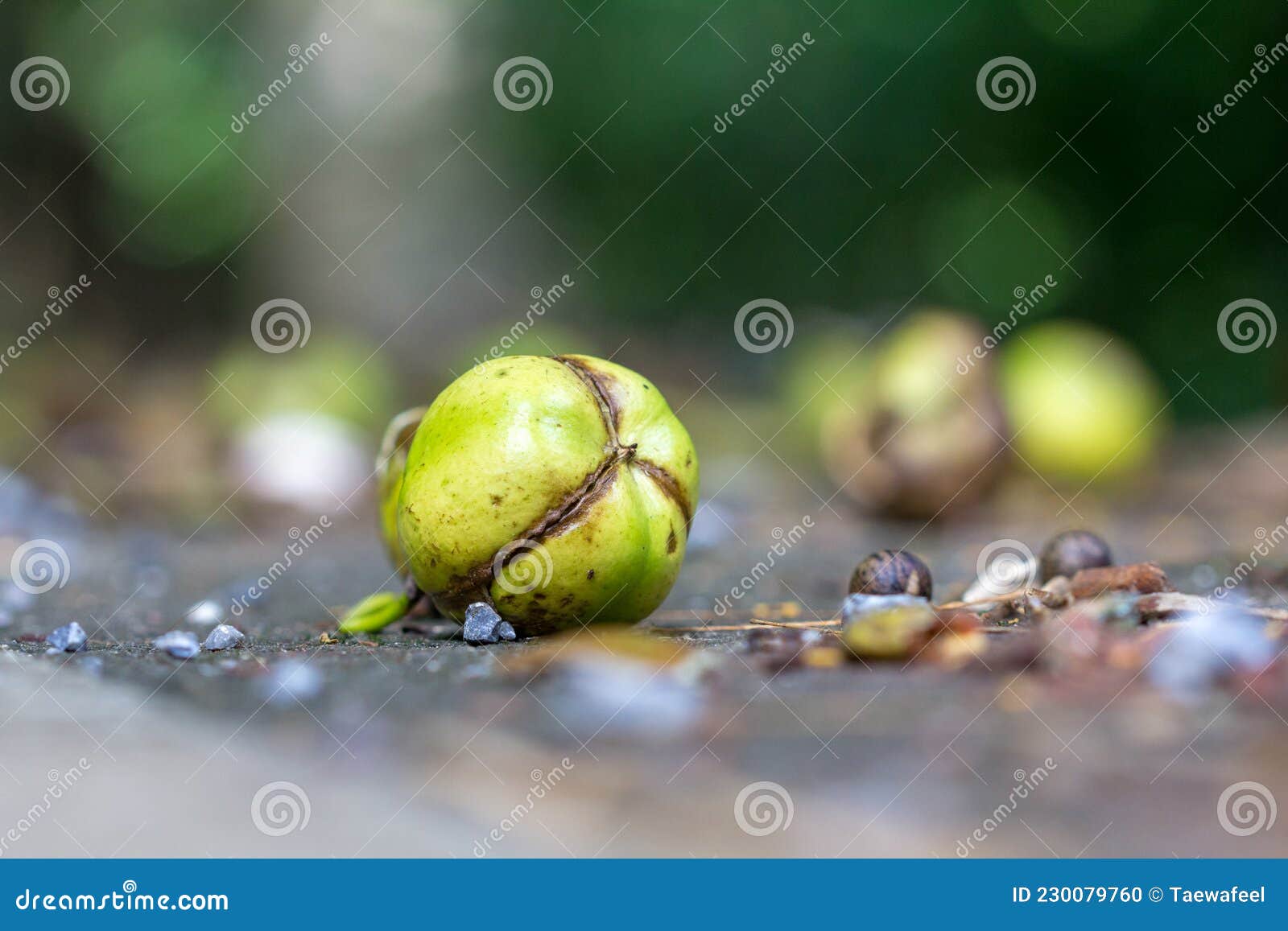 Ficus Carica is a Food of Wild Animals Stock Photo - Image of garden ...