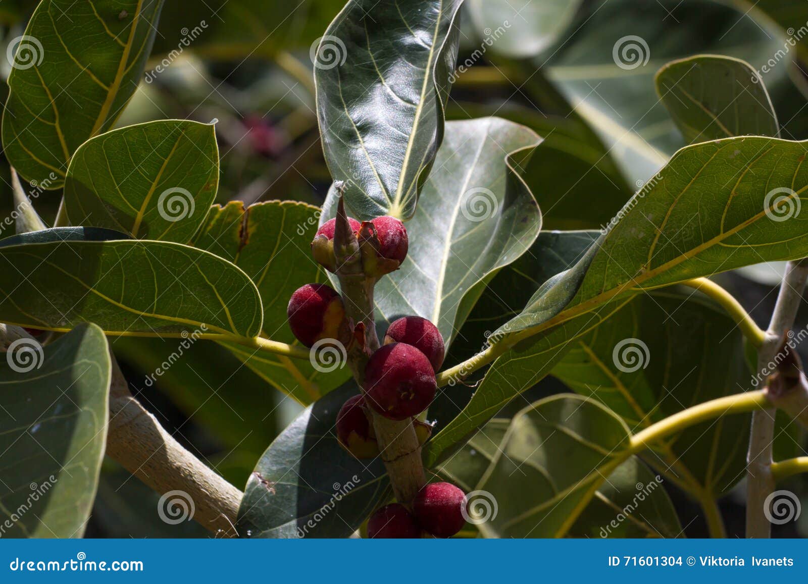 Ficus Colored Ripe Fruits on the Trunk of Tree Stock Photo - Image of ...