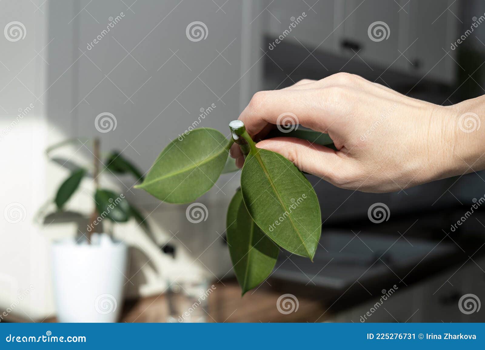 Ficus Cuttings. Breeding Potted Plants. Ficus Elastica. Stock Image ...