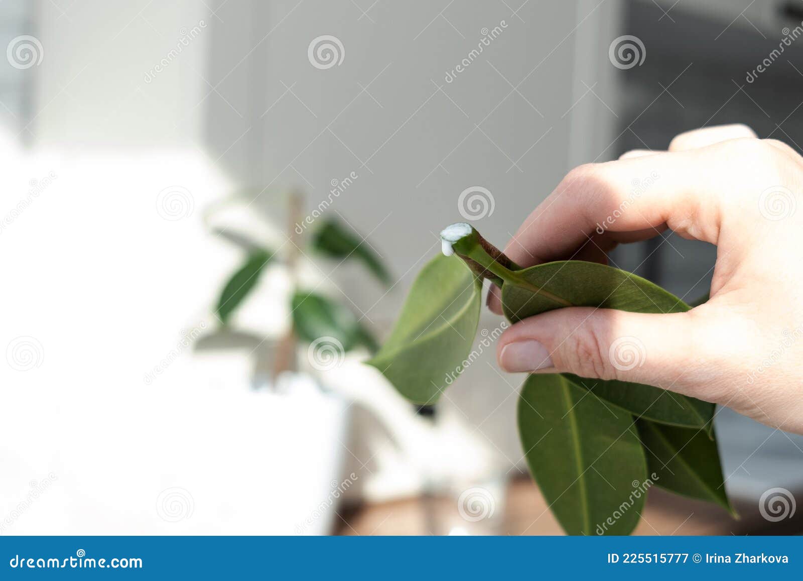 Ficus Cuttings. Breeding Potted Plants. Ficus Elastica. Stock Image ...