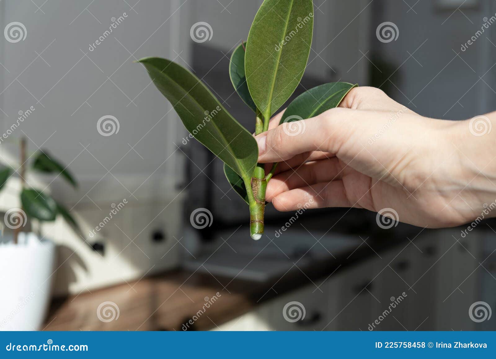 Ficus Cuttings. Breeding Potted Plants. Ficus Elastica. Stock Photo ...