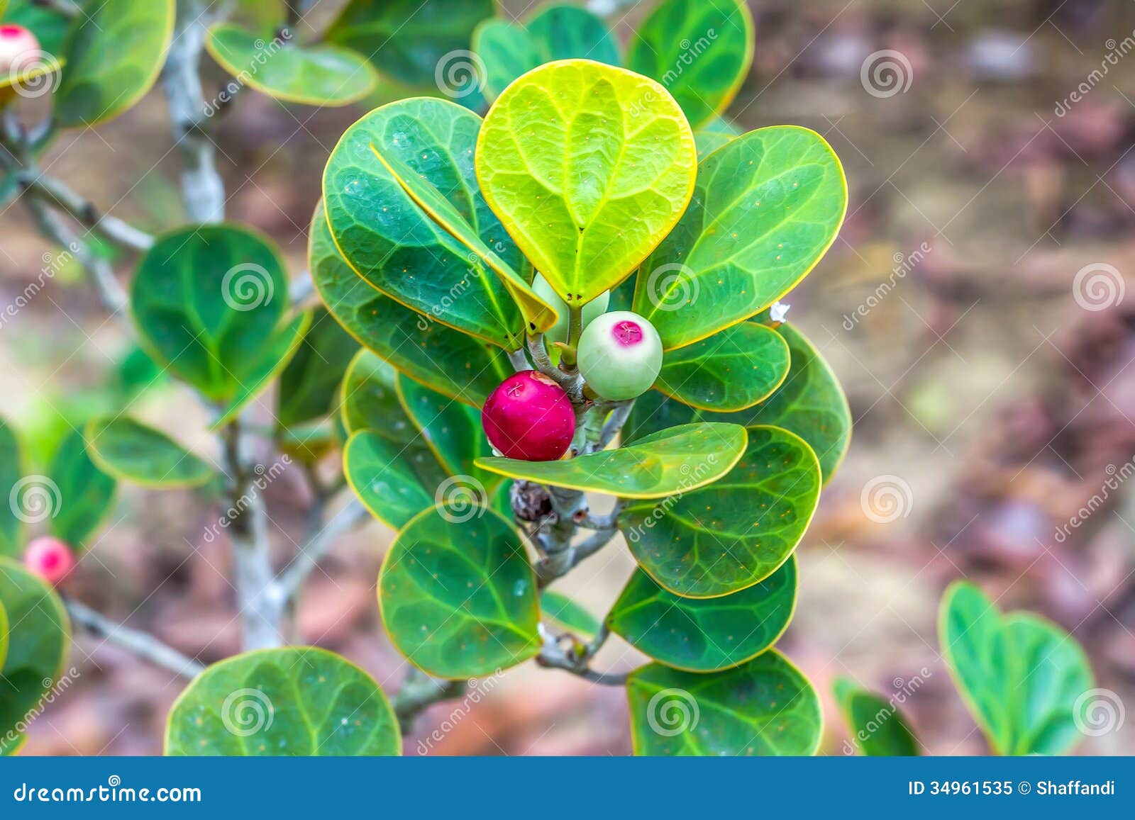 Ficus deltoidea stock image. Image of organic, anch, foliage - 34961535