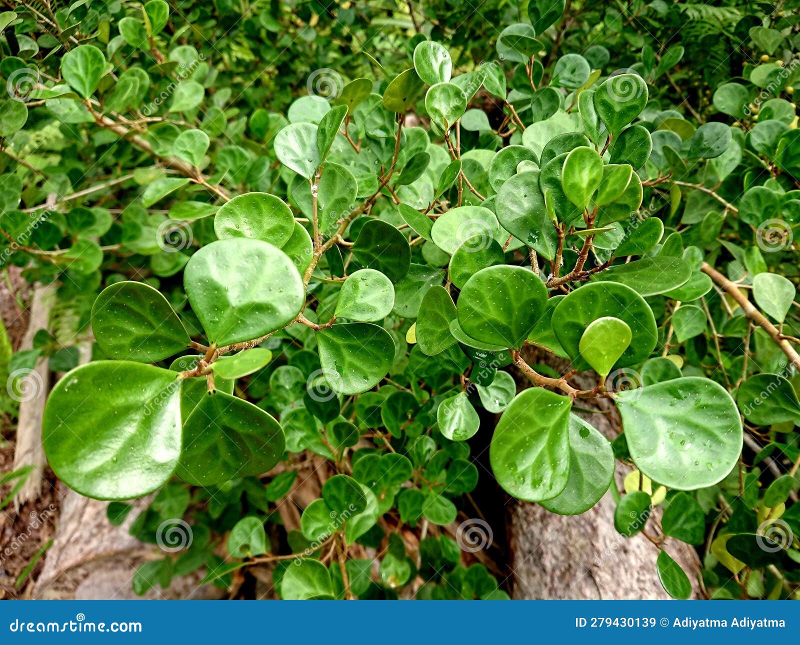 Ficus Deltoidea - Tabat Barito Borneo Stock Image - Image of deltoidea ...