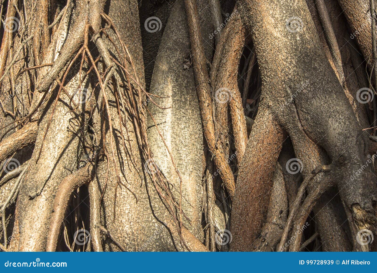 Ficus elastica stock image. Image of botanical, roots - 99728939