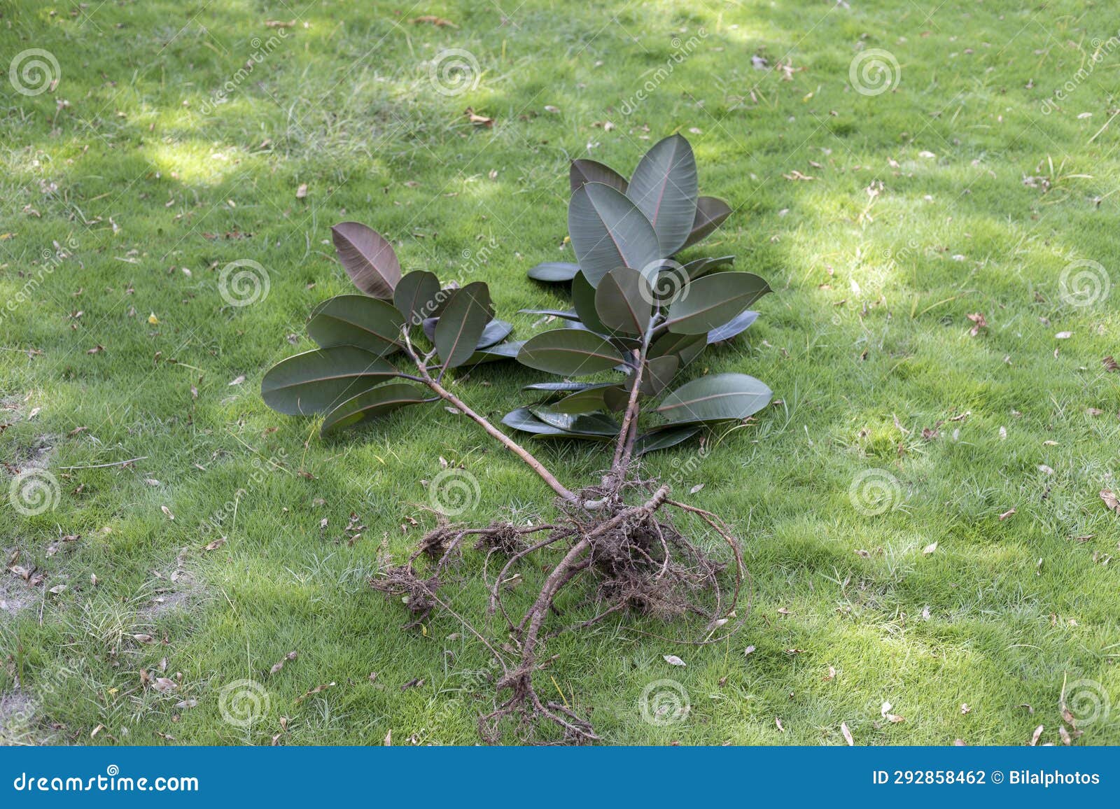 Ficus Elastica Burgundy Rubber Tree Bare Root Plant Closeup Stock Photo ...