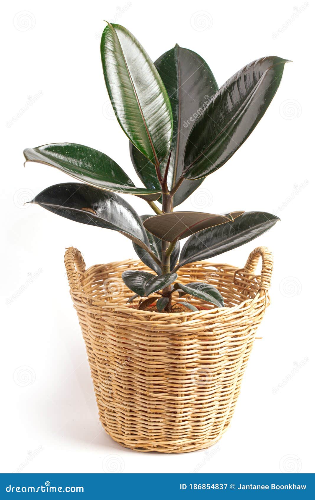 Indian Rubber Tree Stock Photography | CartoonDealer.com #39979124