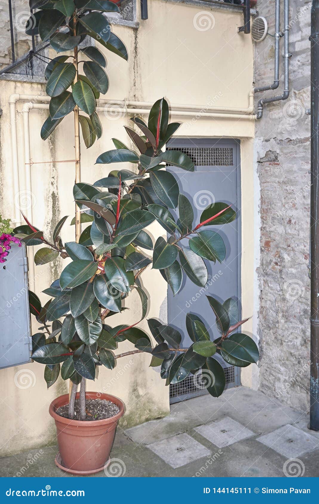 Ficus Elastica Flower