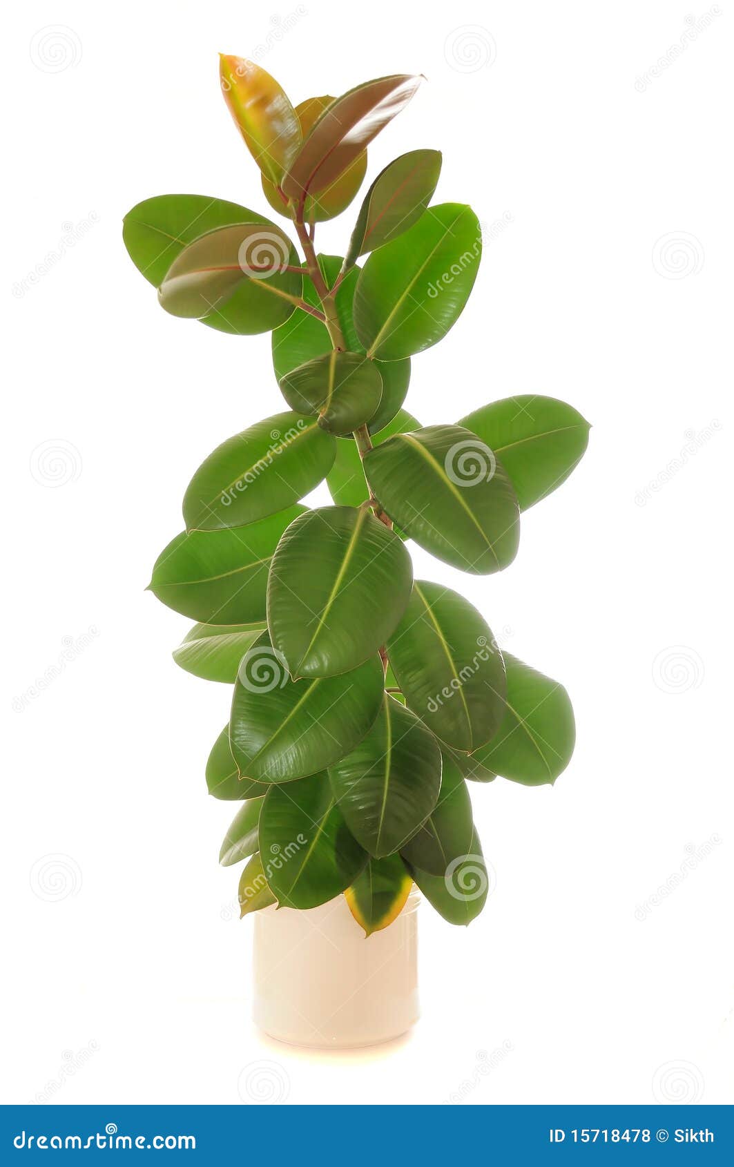 Ficus Elastica (Rubber Plant) in Pot Stock Photo - Image of nature ...